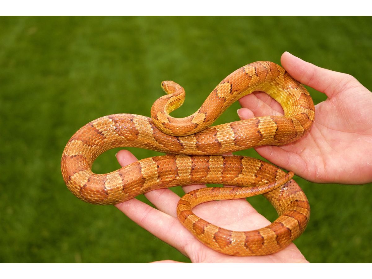 6 Of The Best Classroom Pets For A Happy School Year (plus 5 To Avoid ...