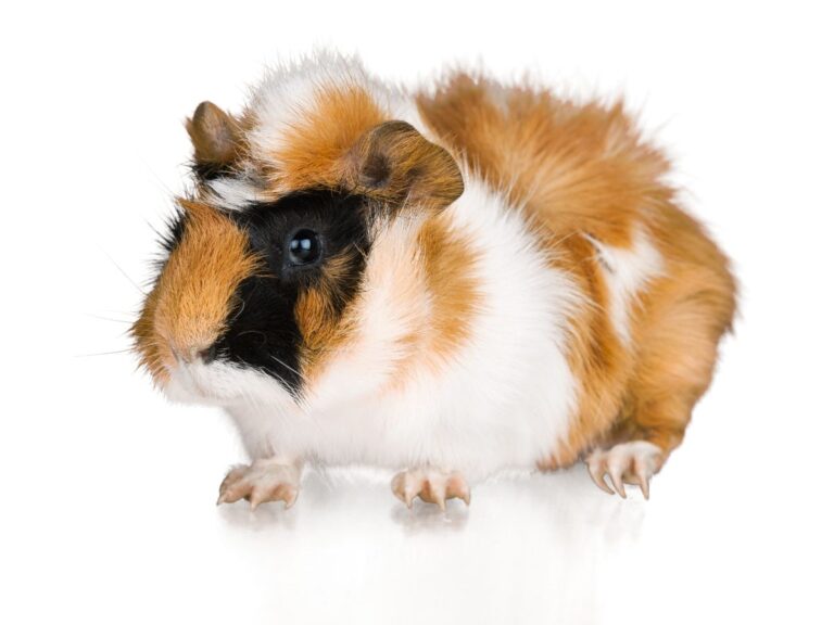 6 Of The Best Classroom Pets For A Happy School Year (plus 5 To Avoid ...